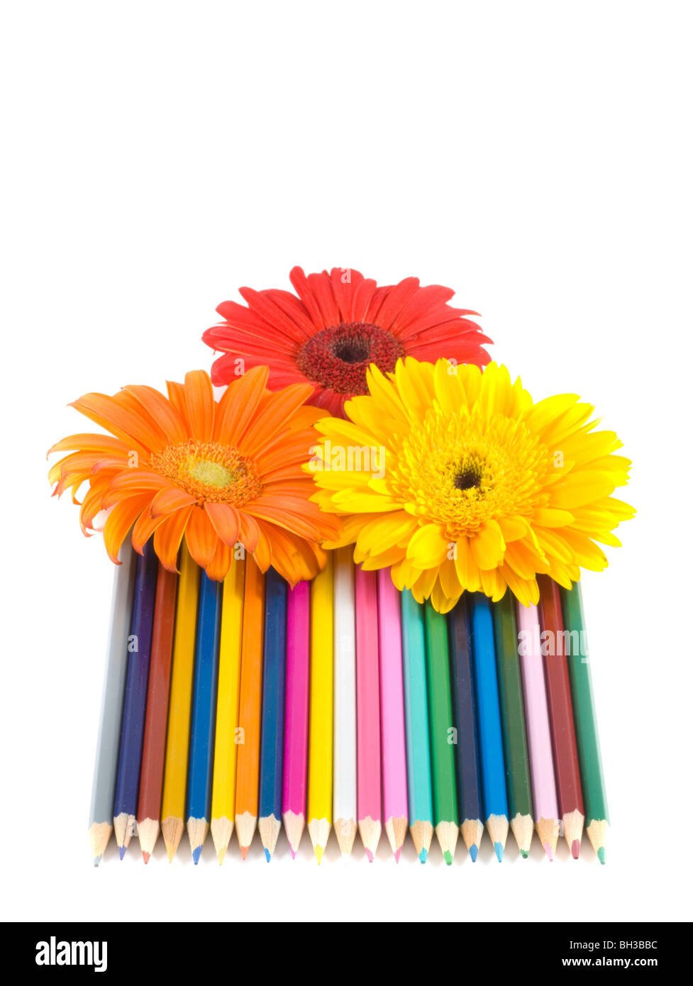 Daisy flower pencil drawing hi-res stock photography and images - Alamy