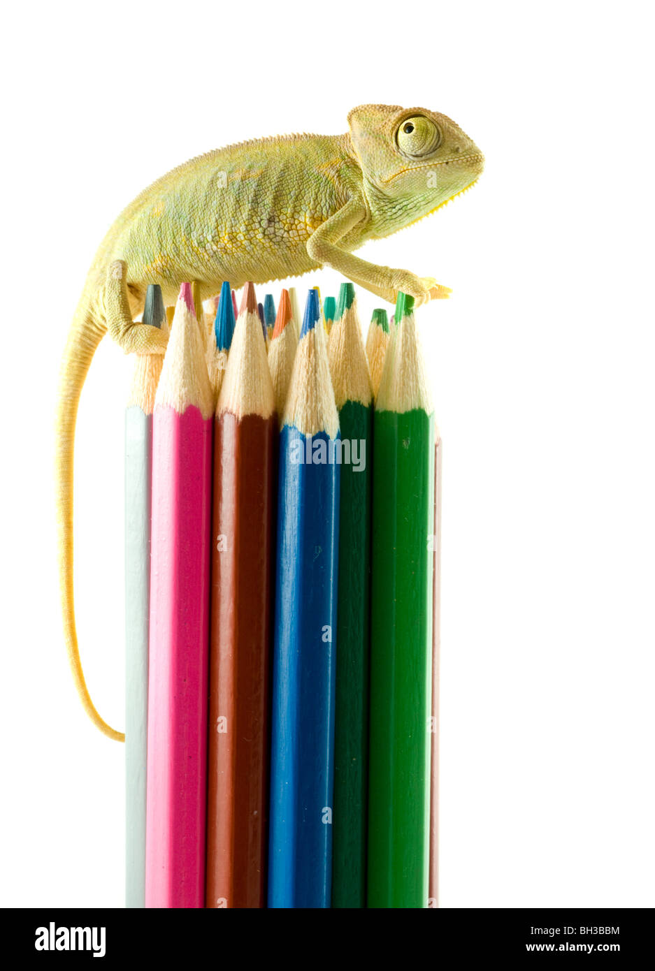 The lizard and color pencils Stock Photo - Alamy