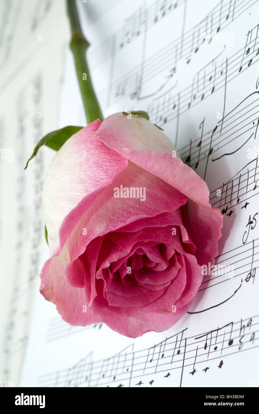 Pink rose on a musical sheet Stock Photo - Alamy