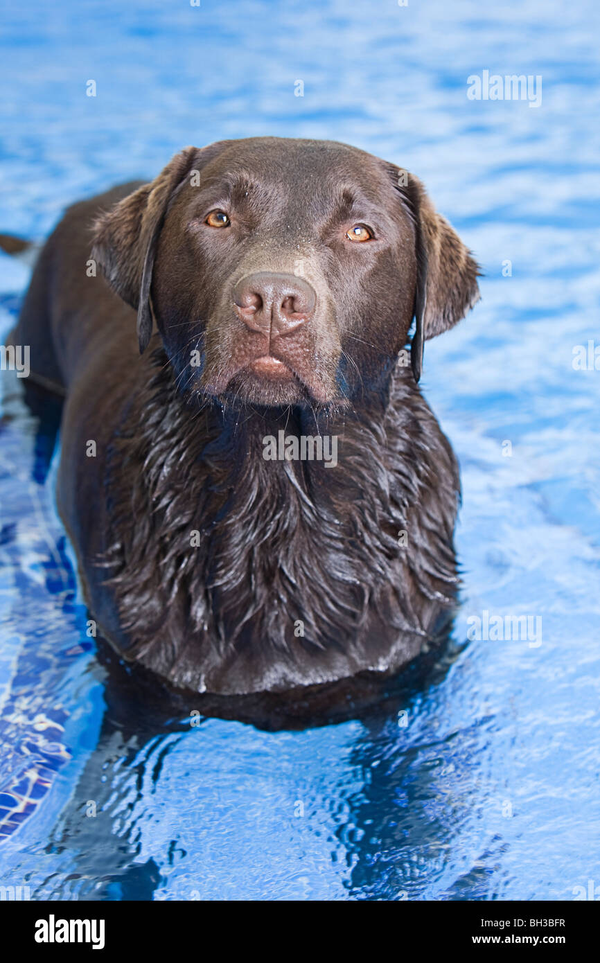 Dog labrador in swimming pool hi-res stock photography and images - Alamy