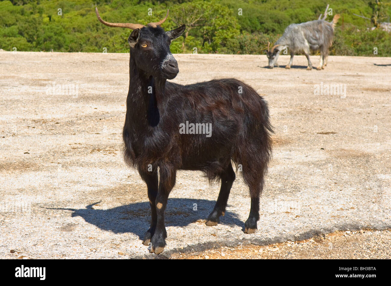 Greek mountain goat hi-res stock photography and images - Alamy