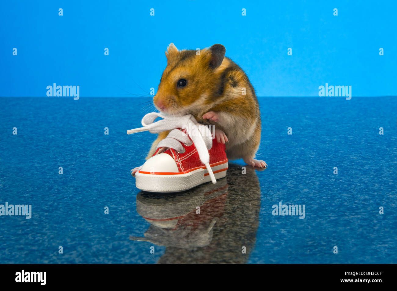 hamster red shoe gym sneaker pump brown Hamster funny animal fun ...