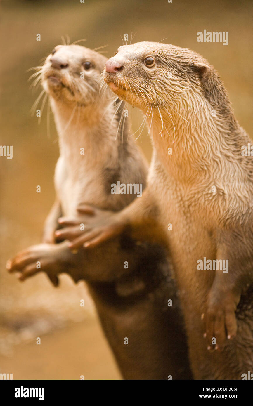 Smooth-coated Otters (Lutrogale perspicillata). Southern and SE Asia ...