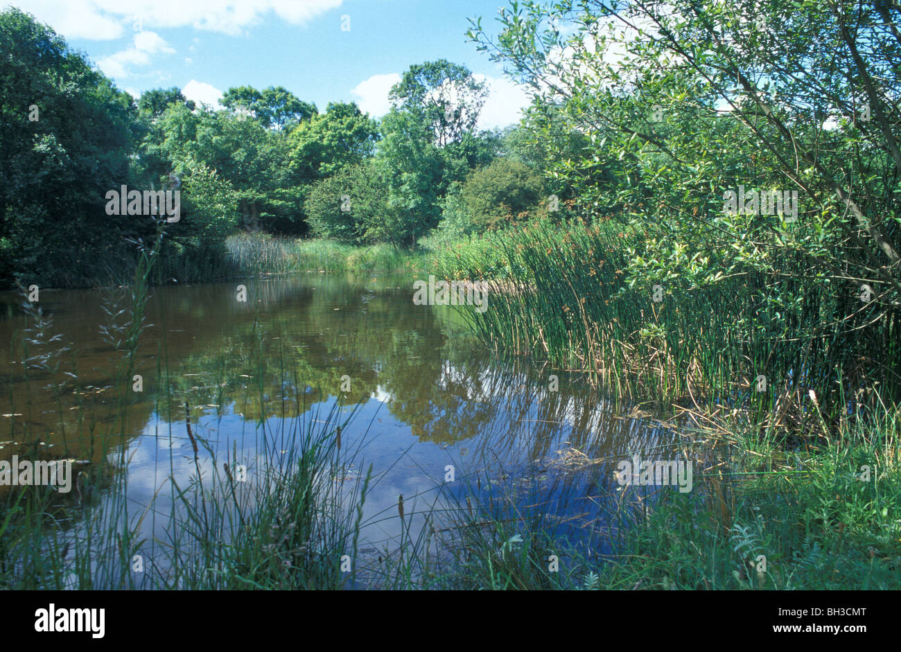Castor hanglands hi-res stock photography and images - Alamy