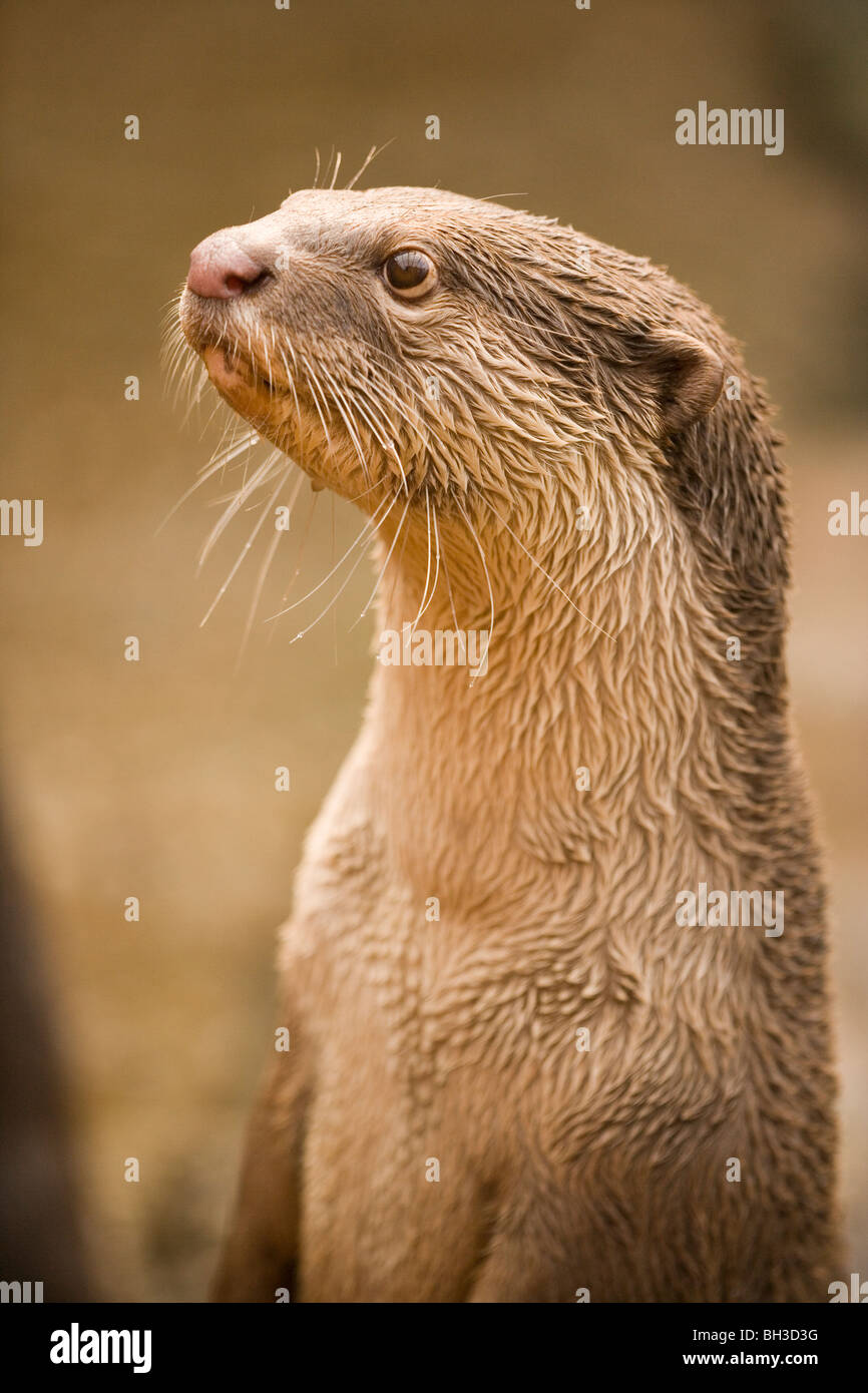 Gavin maxwell portrait hi-res stock photography and images - Alamy