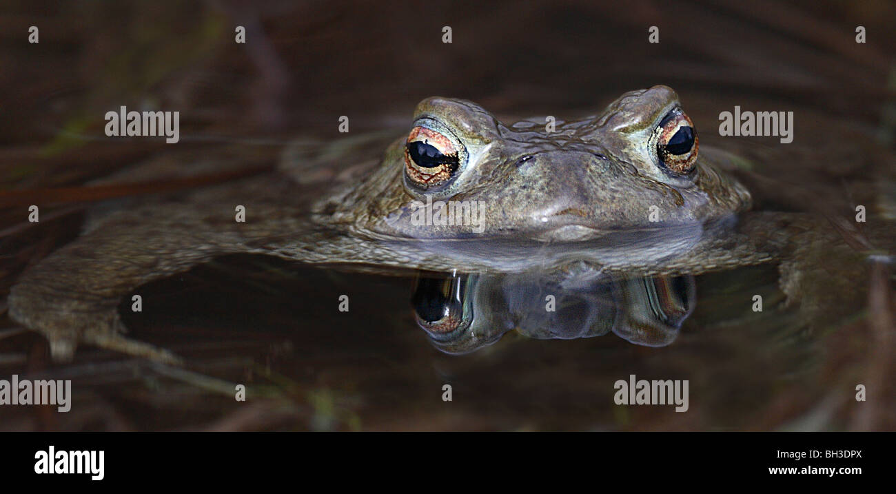 Common frog (Rana temporaria) in spring, Scotland Stock Photo - Alamy