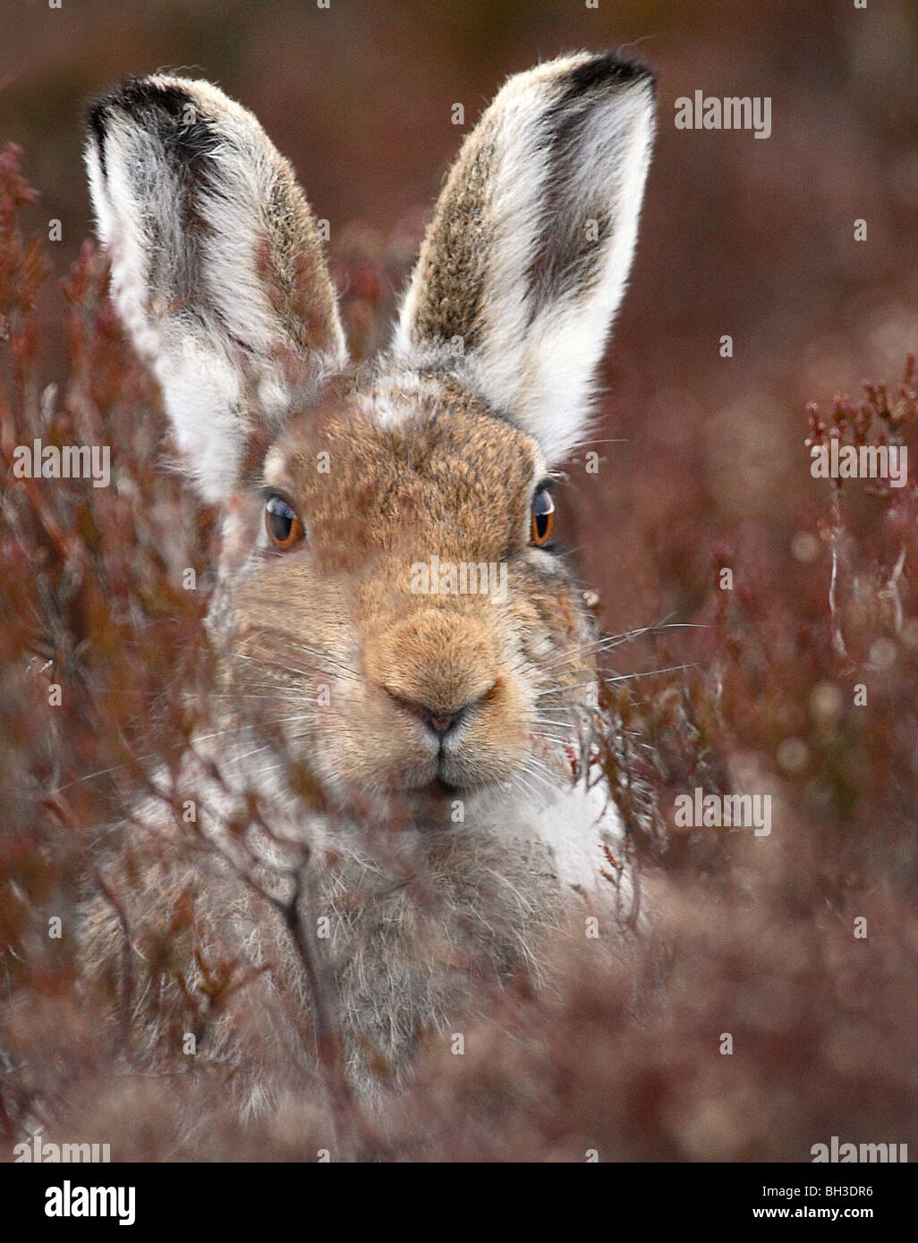 Hare scotland spring hi-res stock photography and images - Alamy
