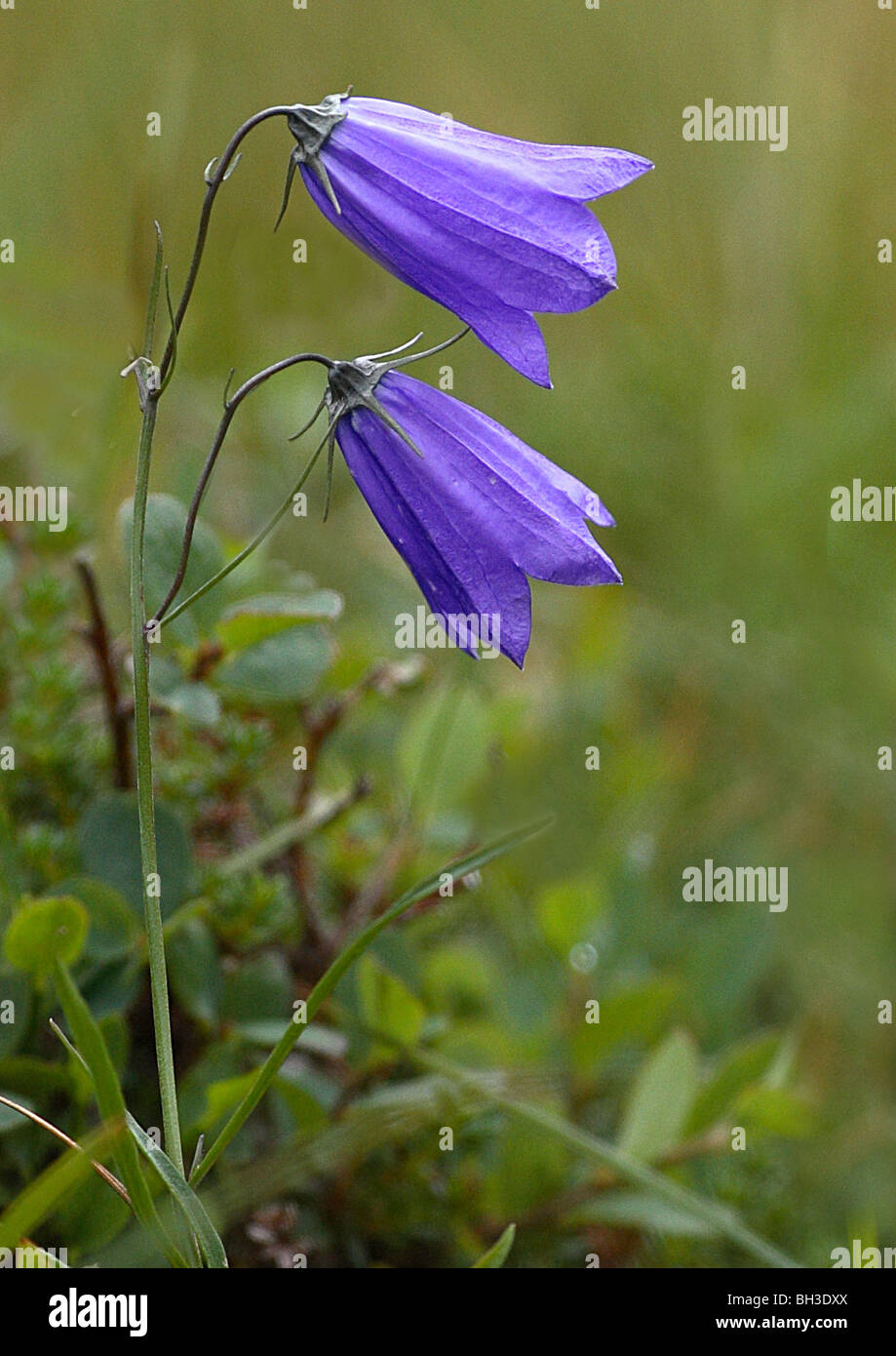 Scottish bluebell hi-res stock photography and images - Alamy