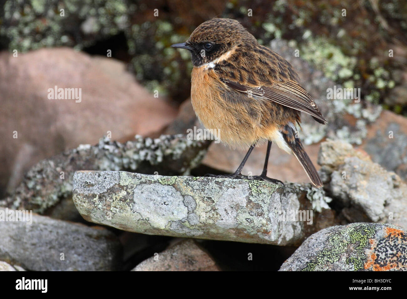 Male Stonechat High Resolution Stock Photography and Images - Alamy