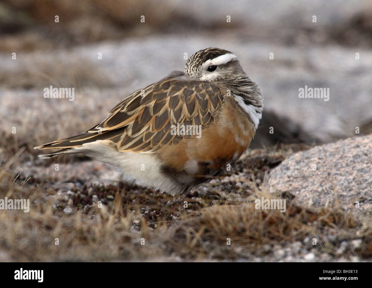 Eurasian dotterel female hi-res stock photography and images - Alamy
