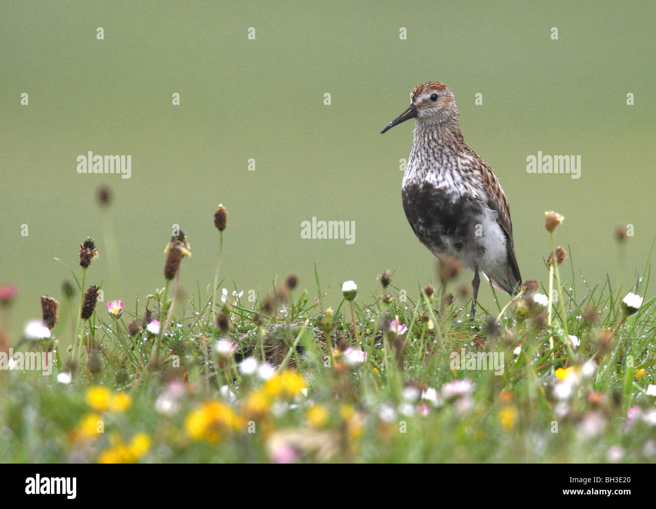 Breeding dunlin (Calidis alpina) on the machair, Outer Hebrides ...