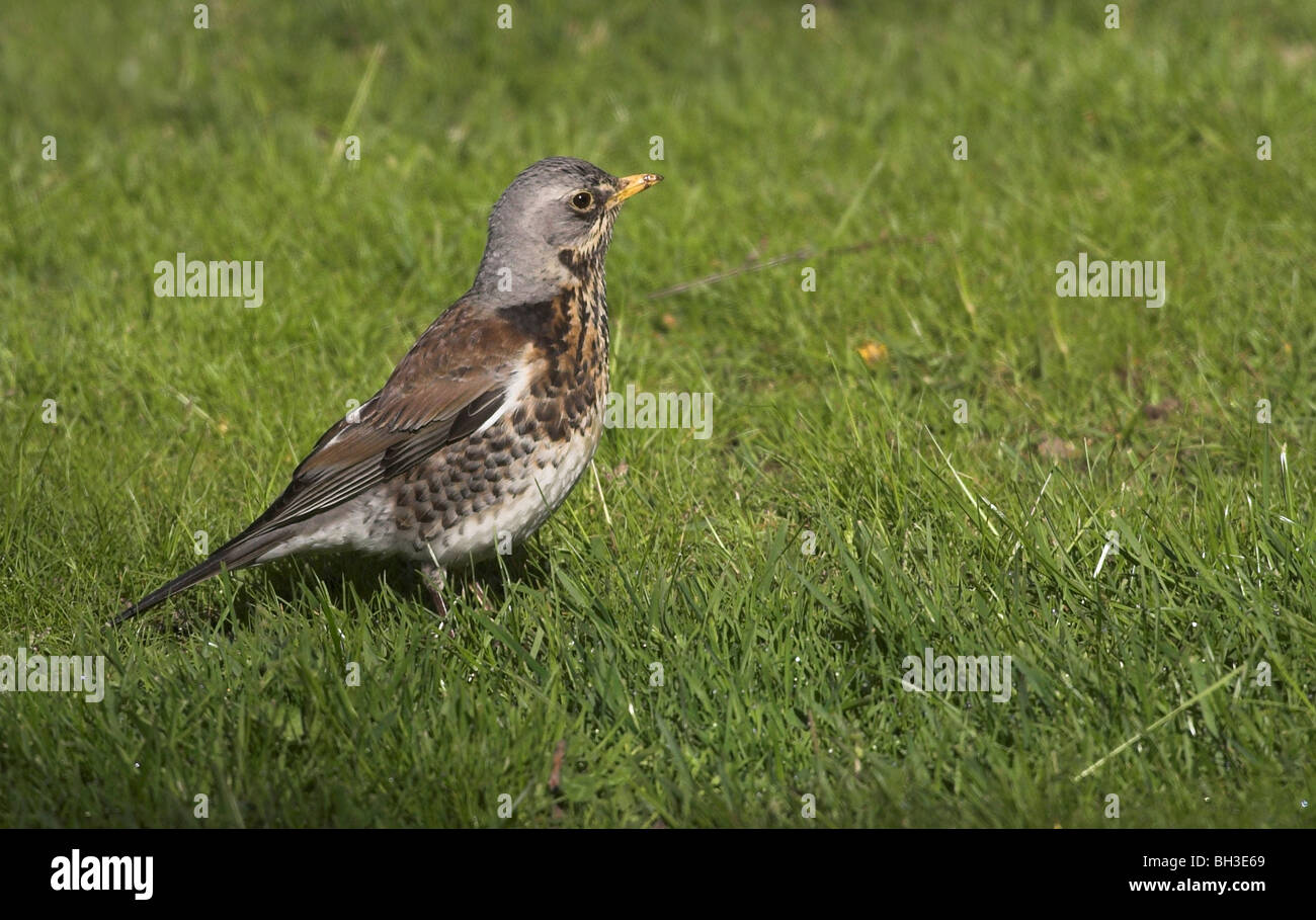 Fieldfare turdus pilaris hi-res stock photography and images - Alamy