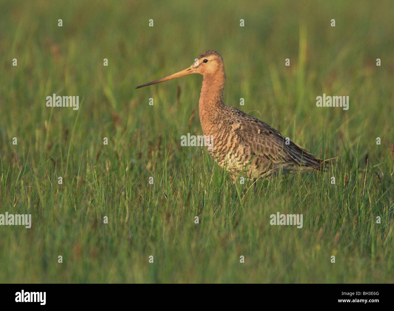 Black tailed godwit godwits hi-res stock photography and images - Alamy