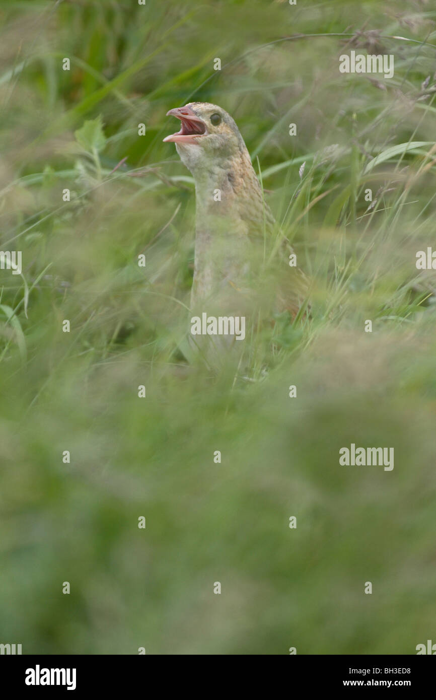 The Corncrake is more frequently heard than seen. Barra, Outer Hebrides ...