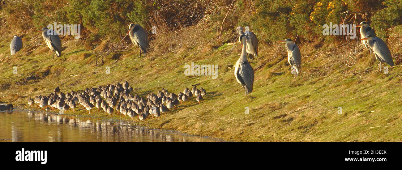 Inveness hi-res stock photography and images - Alamy