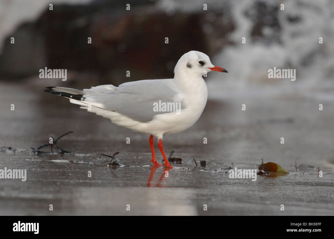 Black-headed Gull in winter plumage. Northumberland, England Stock ...