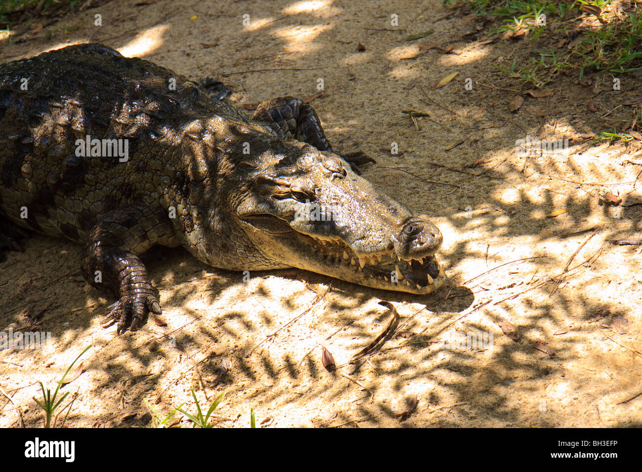 Africa Cape Coast Crocodiles Ghana Reptile Stock Photo - Alamy