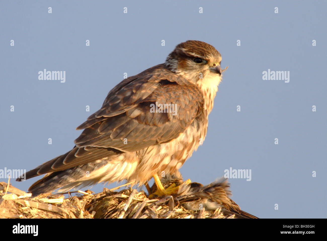 Birds of prey scotland hi-res stock photography and images - Alamy