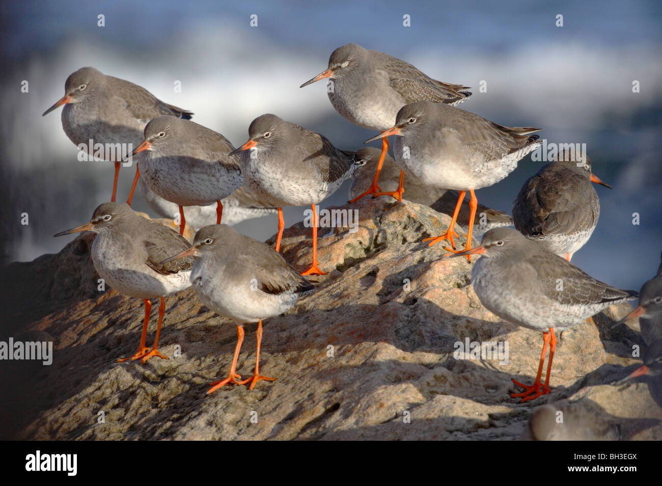 Moray Firth Birds High Resolution Stock Photography and Images - Alamy