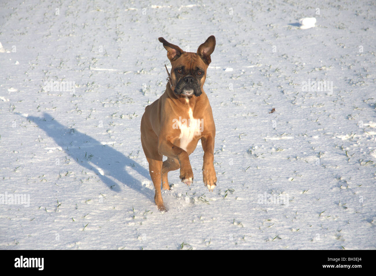 Moolie hi-res stock photography and images - Alamy