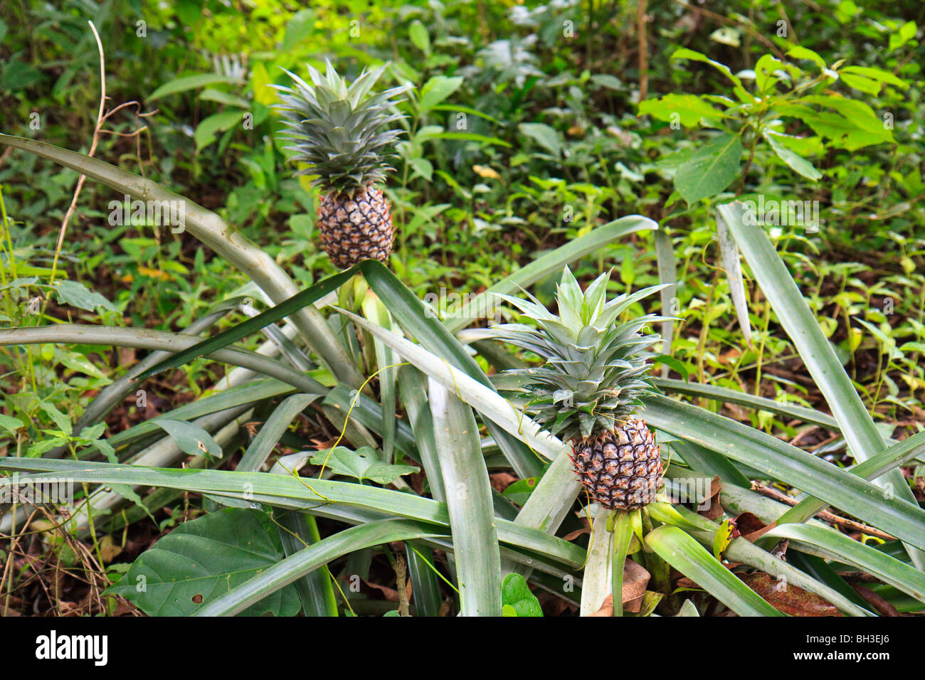 Africa Fresh Fruit Ghana Pineapples Wli Waterfall Stock Photo - Alamy
