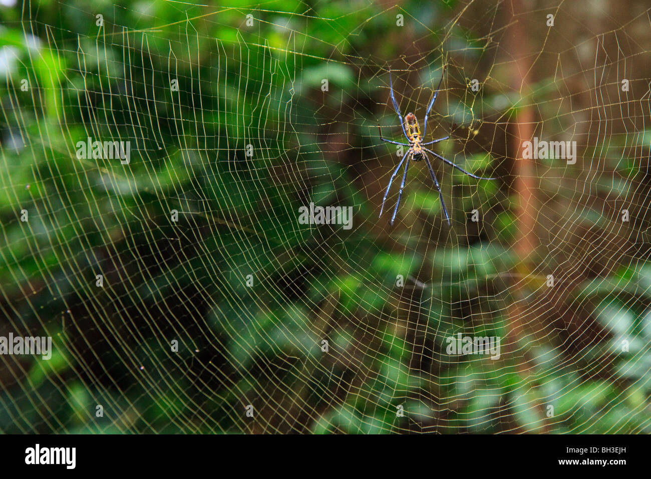 Africa Ghana Insect Spiders Wli Waterfall Stock Photo - Alamy