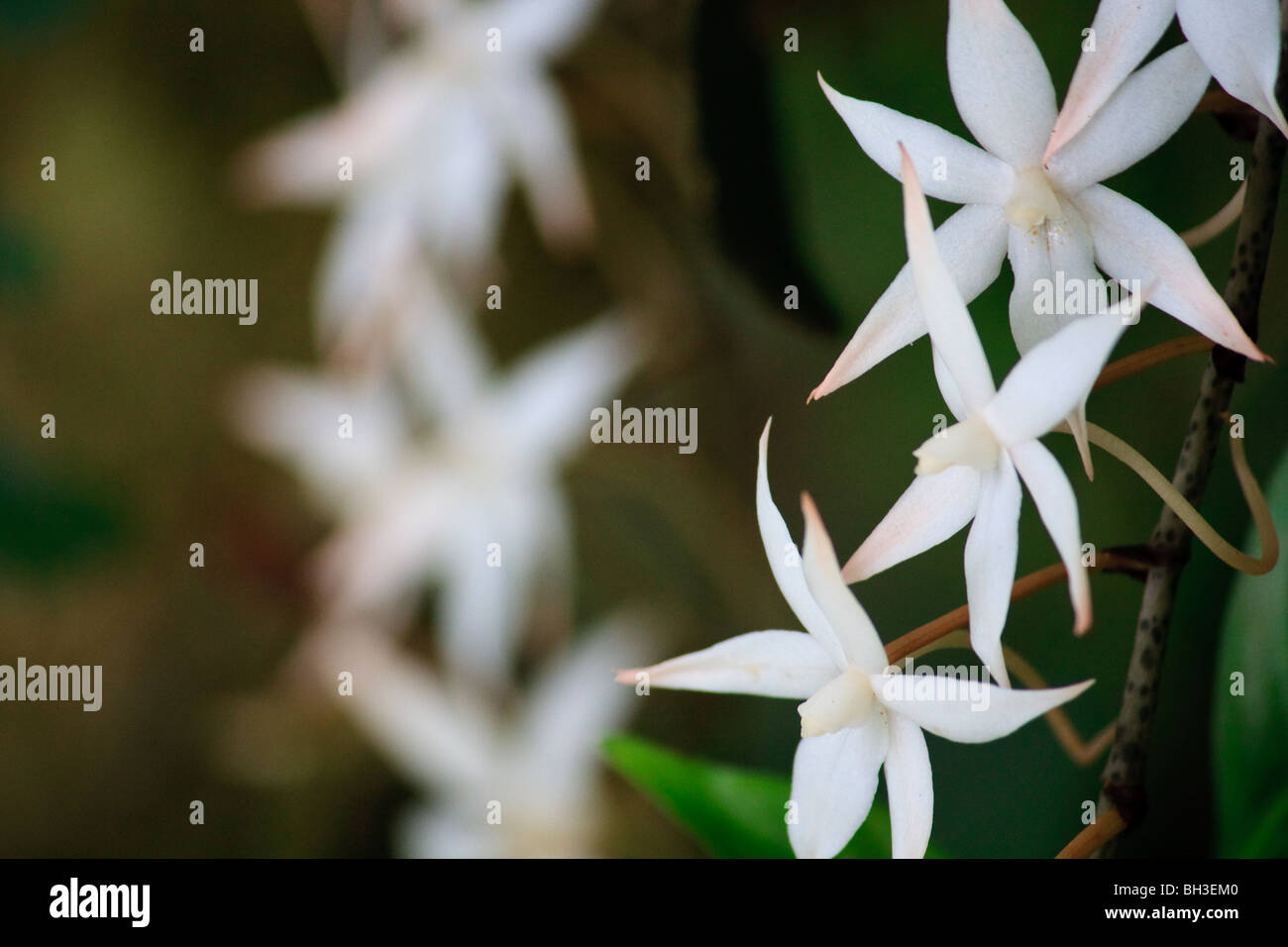 Africa flowers hi-res stock photography and images - Alamy