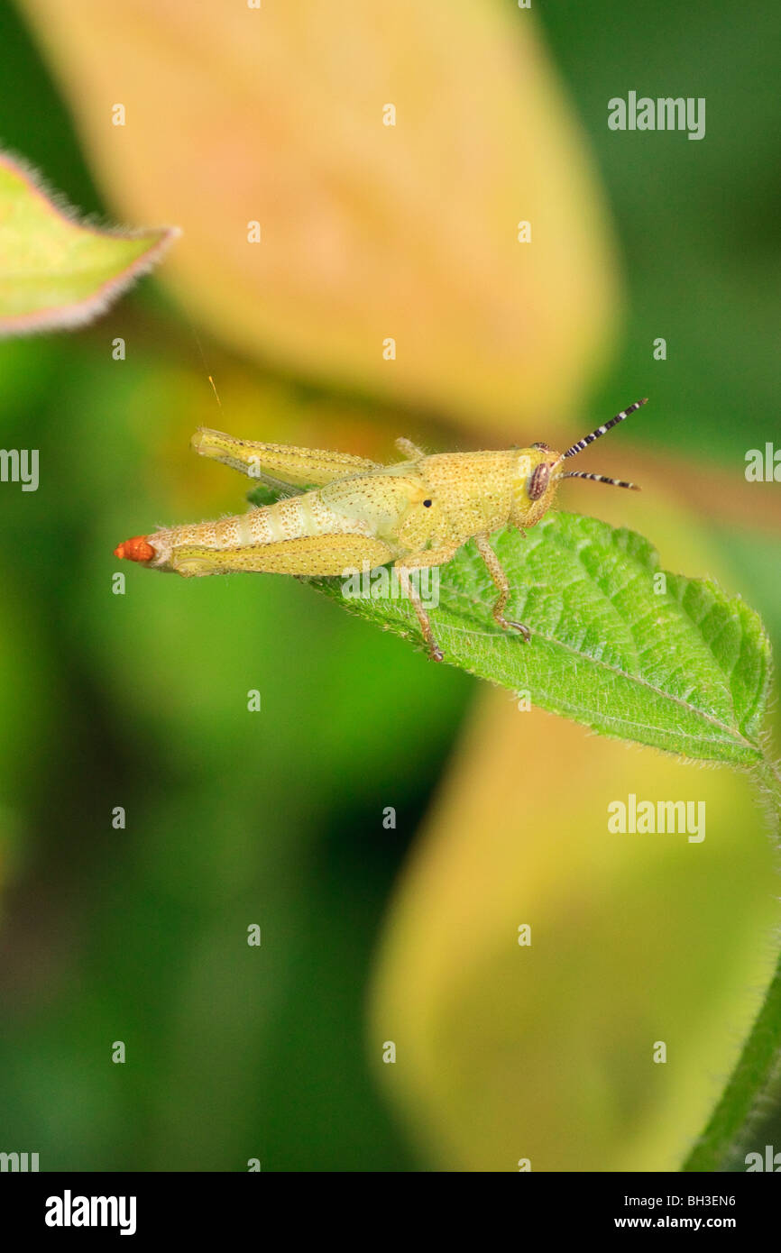 Africa Crickets Insect Kouma Konda Togo Stock Photo - Alamy