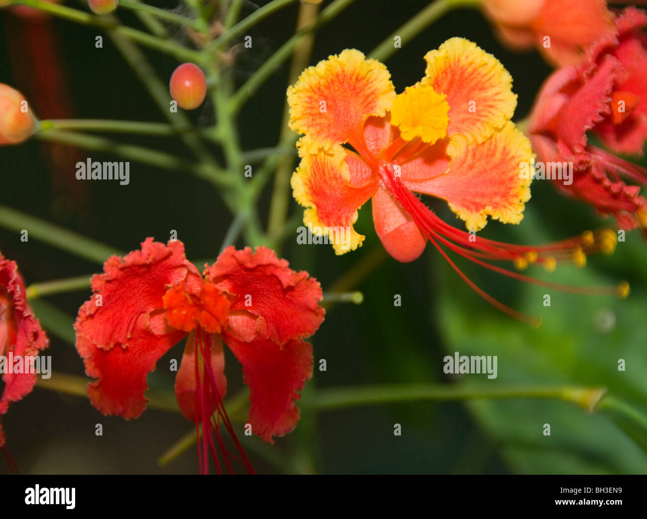 Flowers in the Amazon rain forest Stock Photo - Alamy