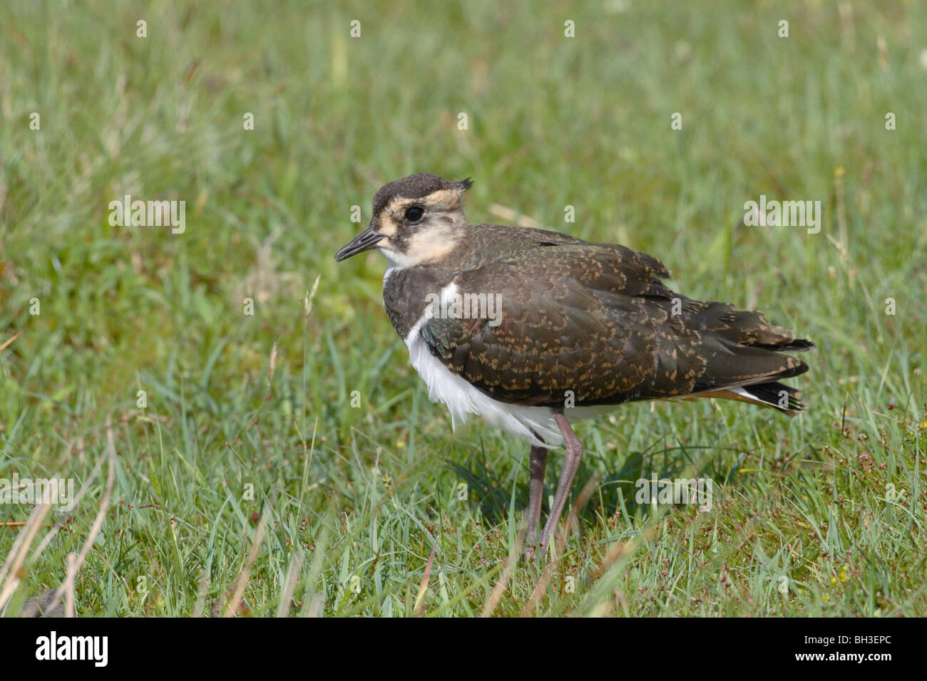 Juvenile peewit. Little sign of the adult crest. S UIst, Outer Hebrides ...