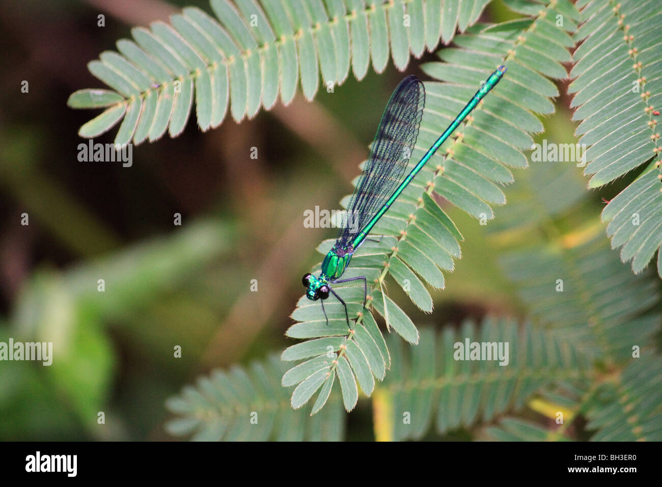 Dragonflies of africa hi-res stock photography and images - Alamy