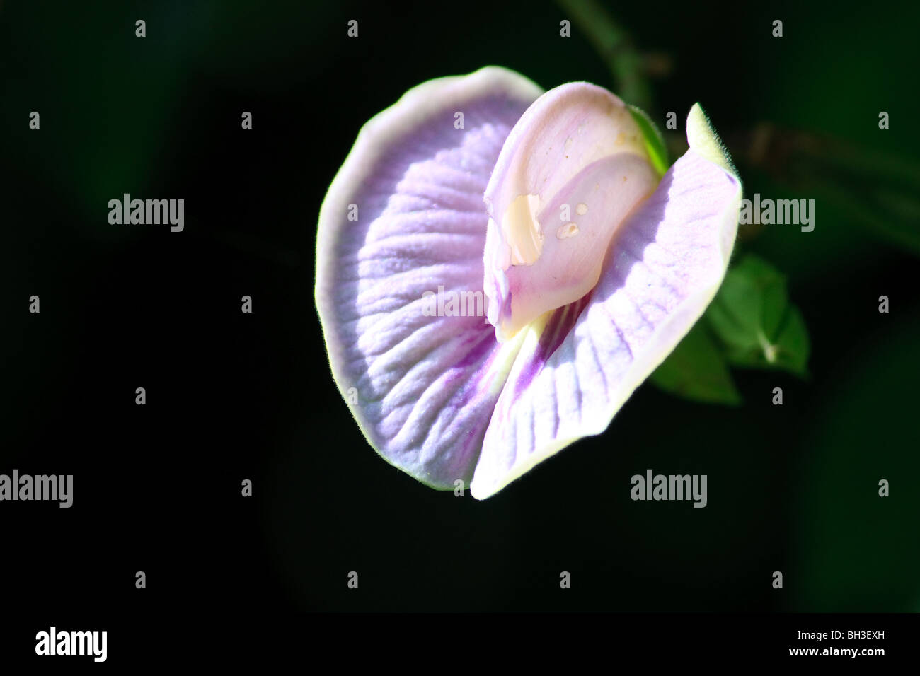 Africa flowers hi-res stock photography and images - Alamy