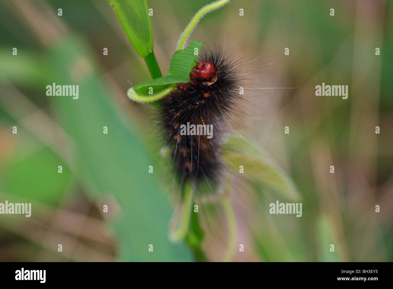 Caterpillars africa hi-res stock photography and images - Alamy