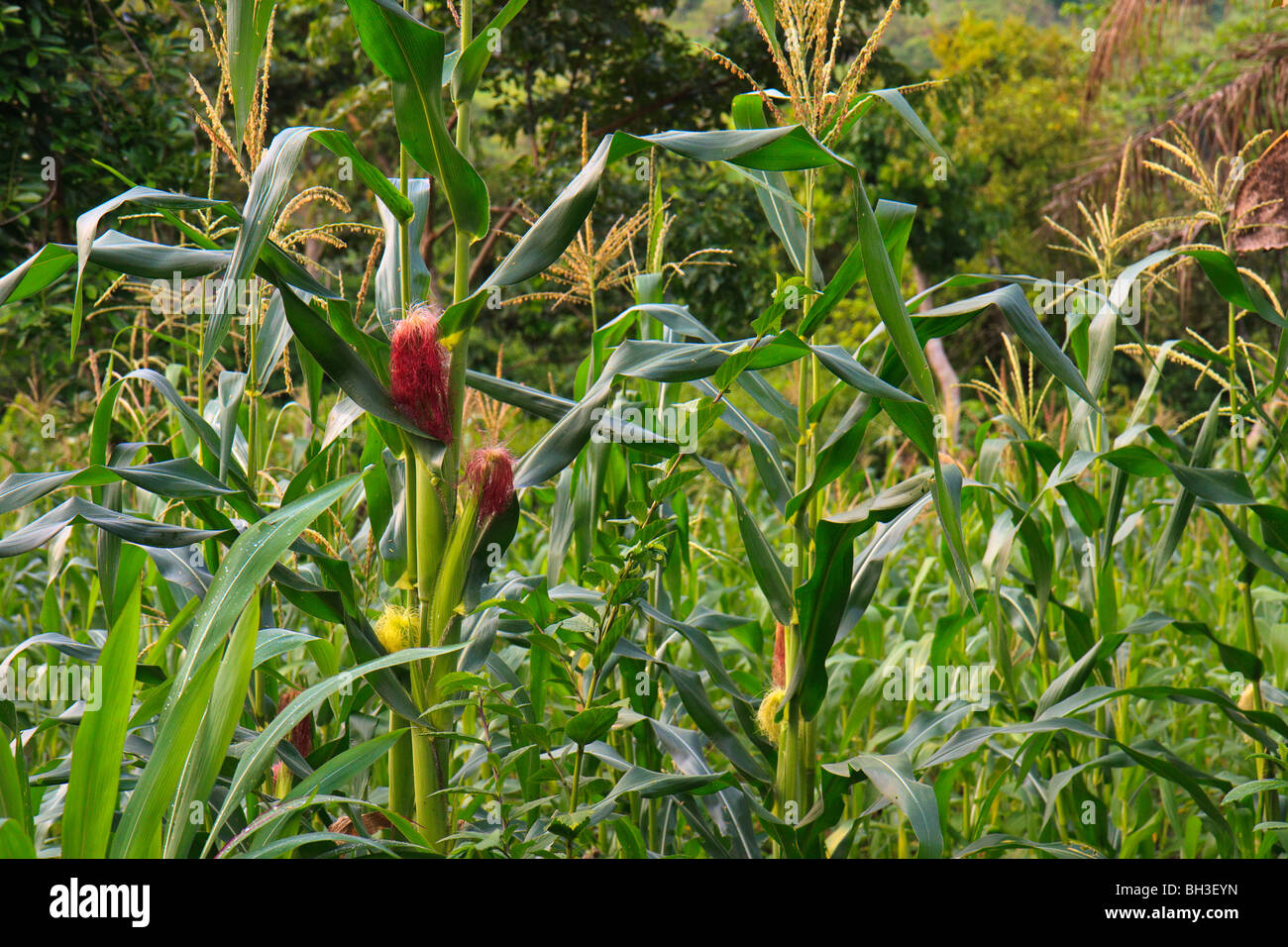 Africa Corn Grain Nut beans Kouma Konda Togo Stock Photo - Alamy