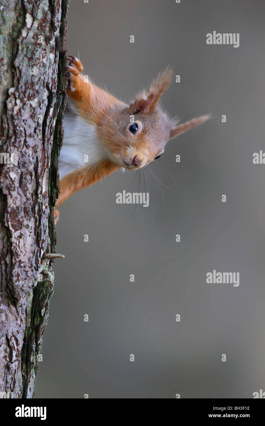 Red squirrel hi-res stock photography and images - Alamy