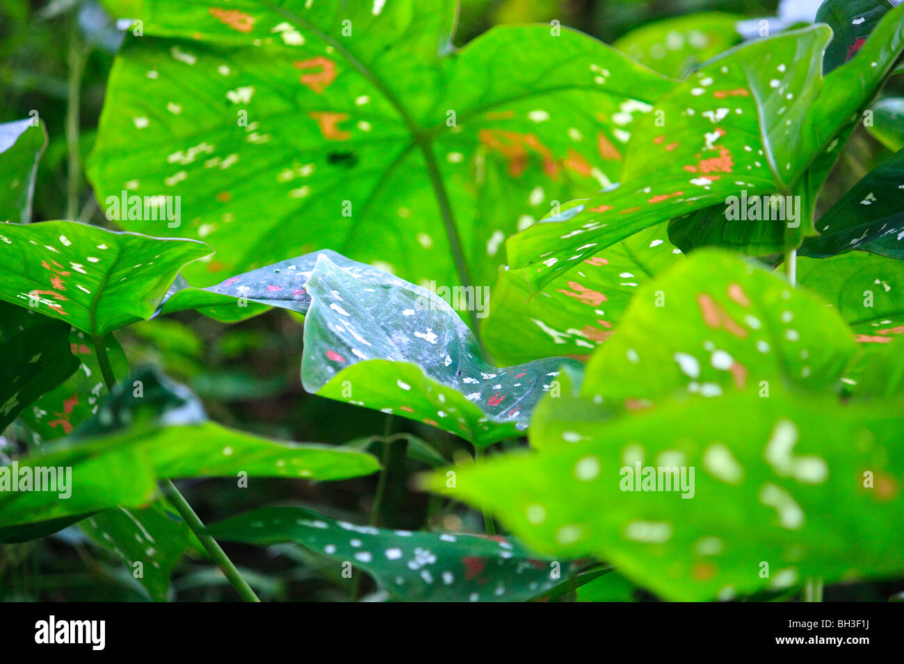 Africa Detail Green Kouma Konda Leaves Togo Stock Photo - Alamy