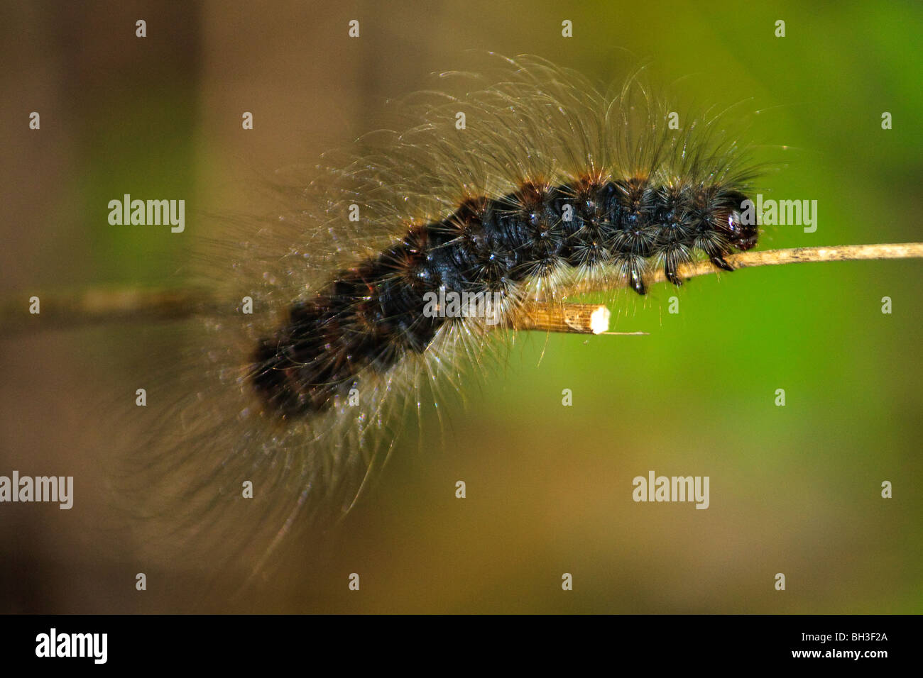 Caterpillars africa hi-res stock photography and images - Alamy