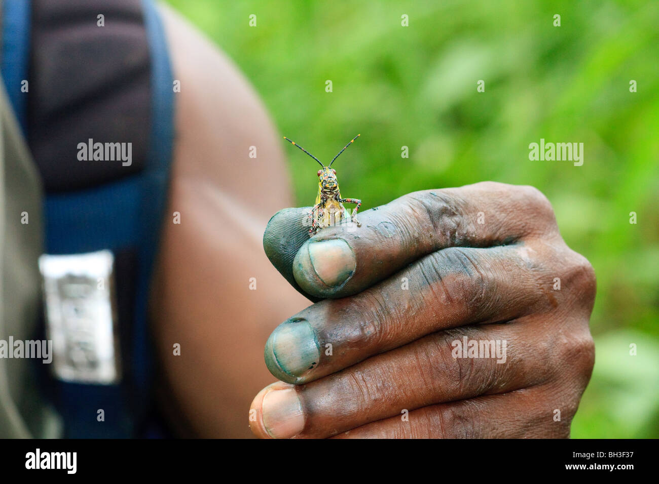 Crickets Insect Stock Photos & Crickets Insect Stock Images - Alamy