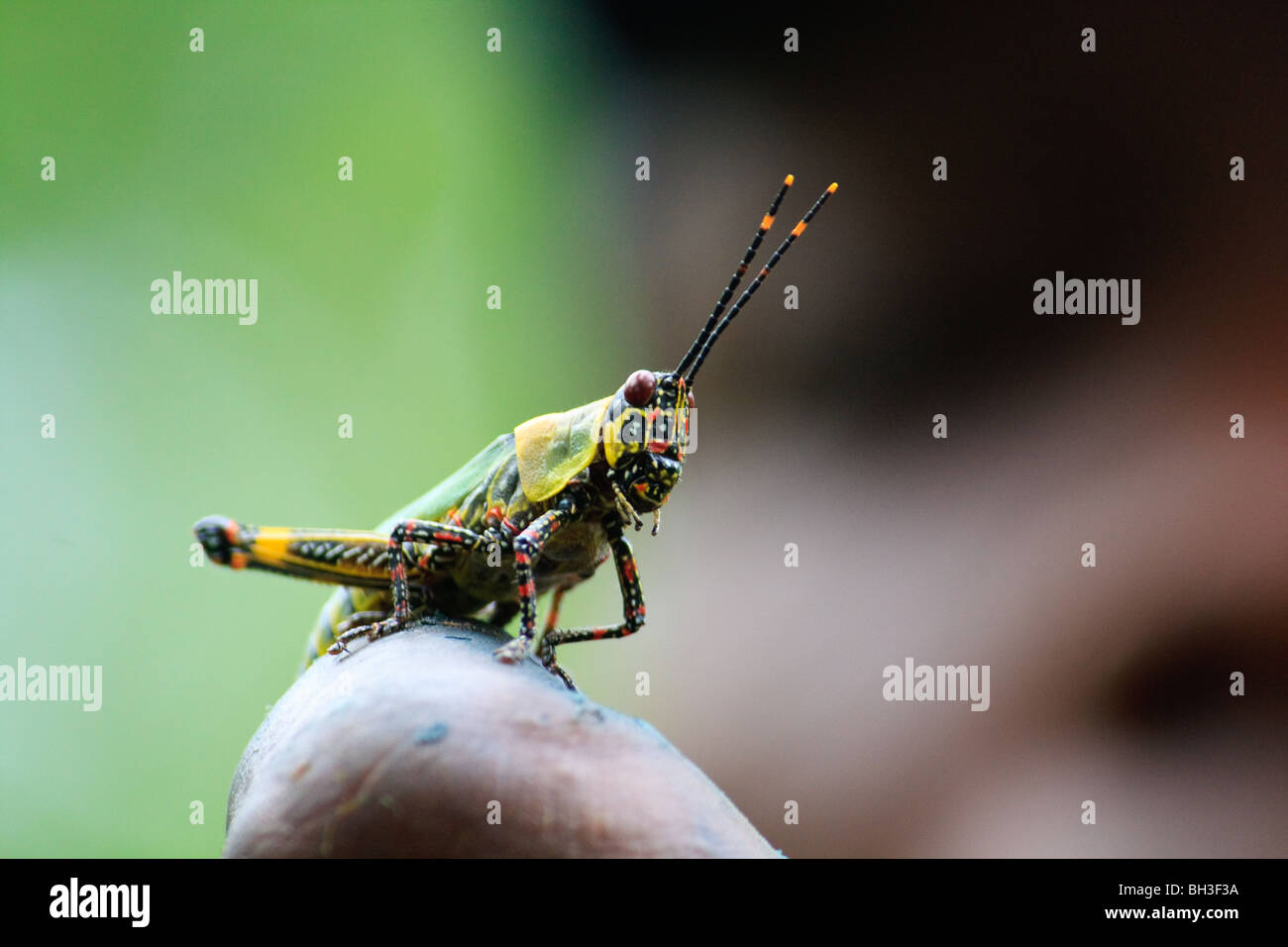 Crickets hi-res stock photography and images - Alamy