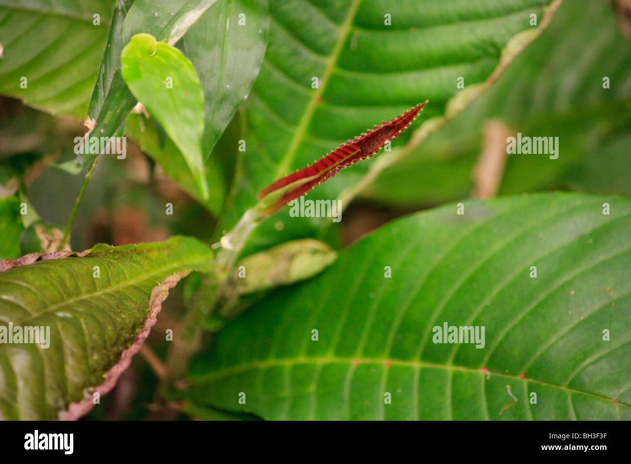 West africa africa leaves hi-res stock photography and images - Alamy