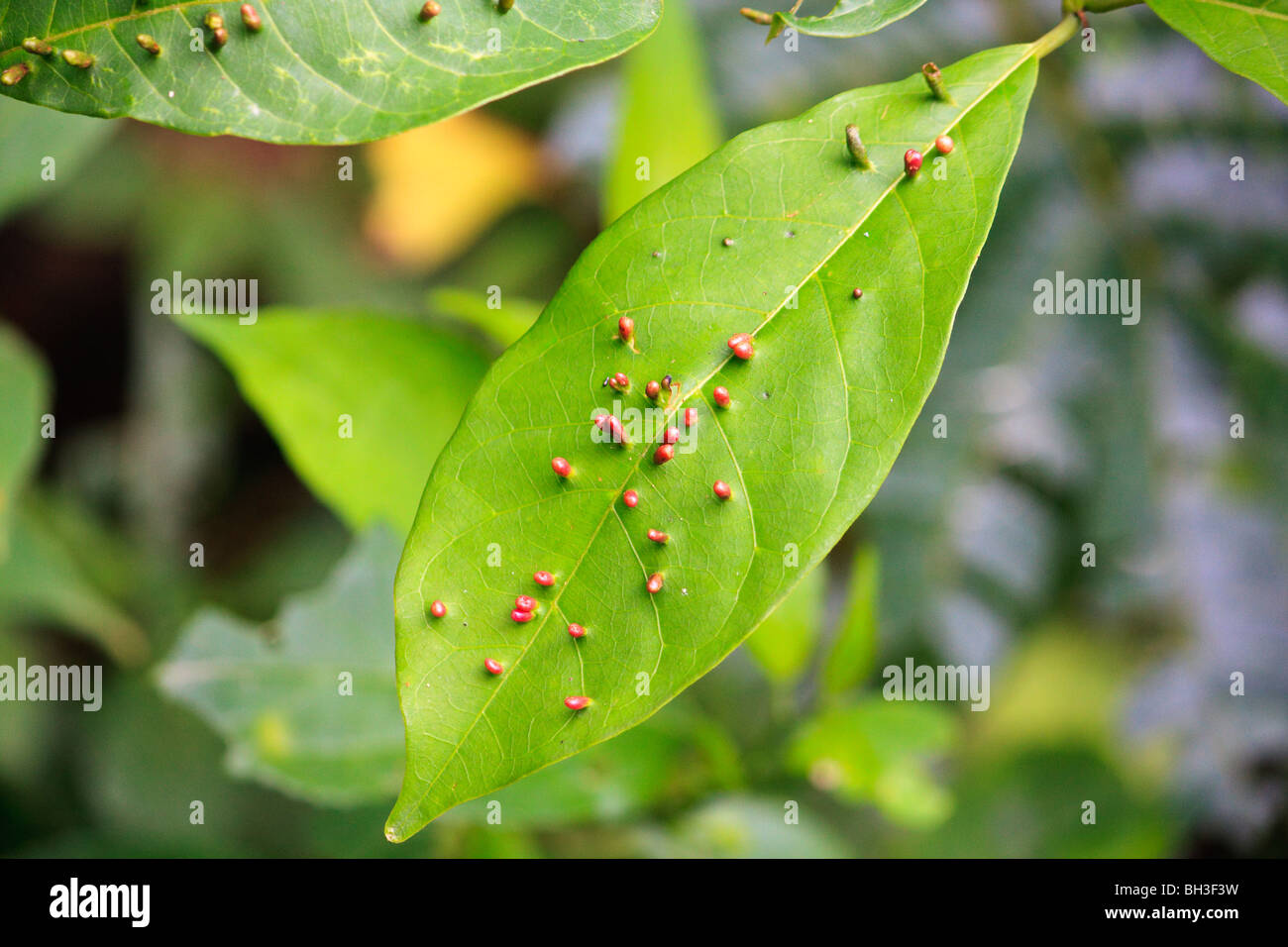 Africa Kouma Konda Leaves Nature Togo Stock Photo - Alamy