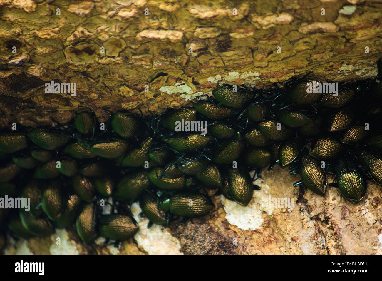 Africa Animal Beetles Insect Kouma Konda Togo Stock Photo - Alamy