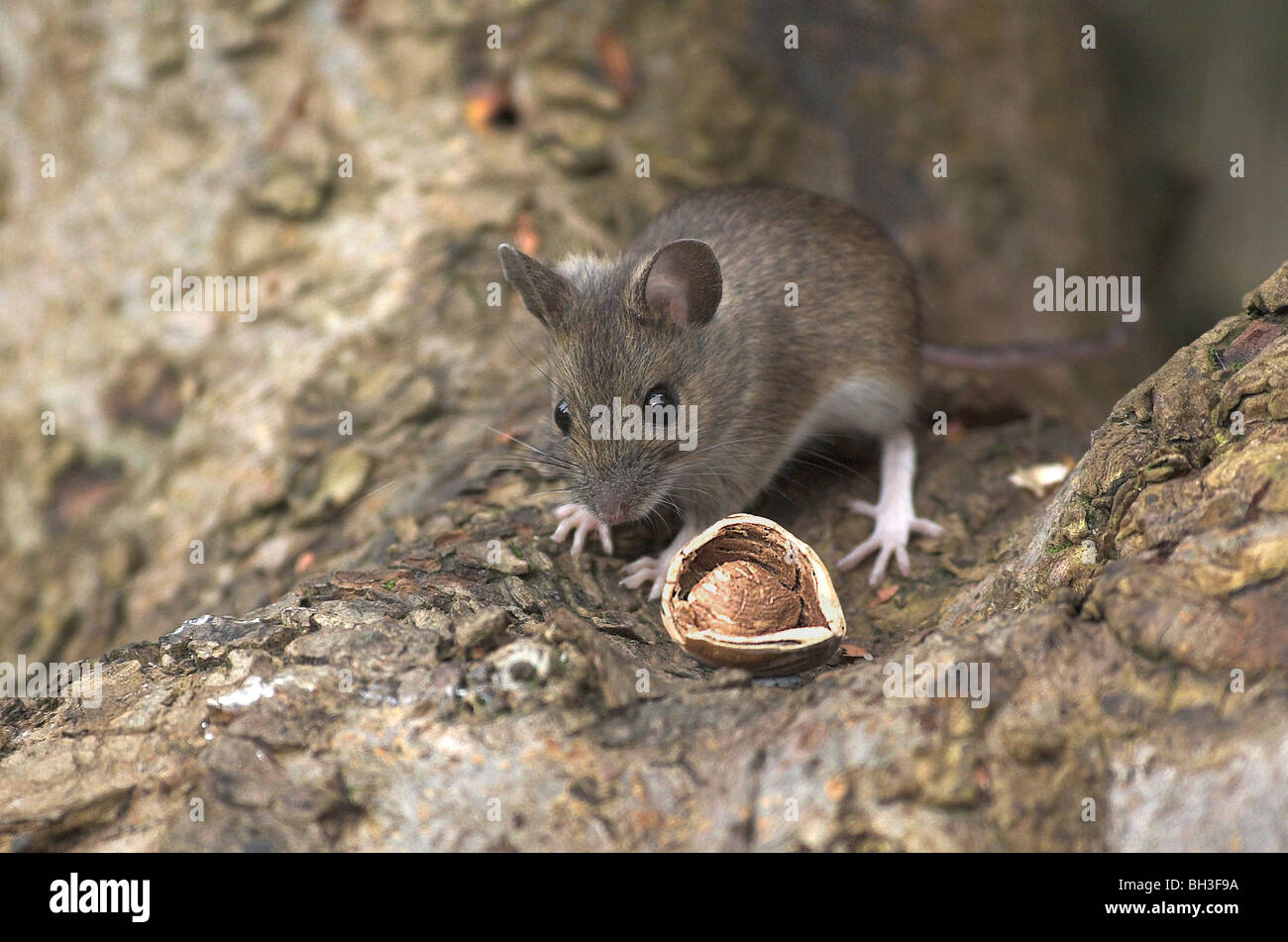 Wood mouse, Apodemus sylvaticus. Inverness, Scotland Stock Photo - Alamy