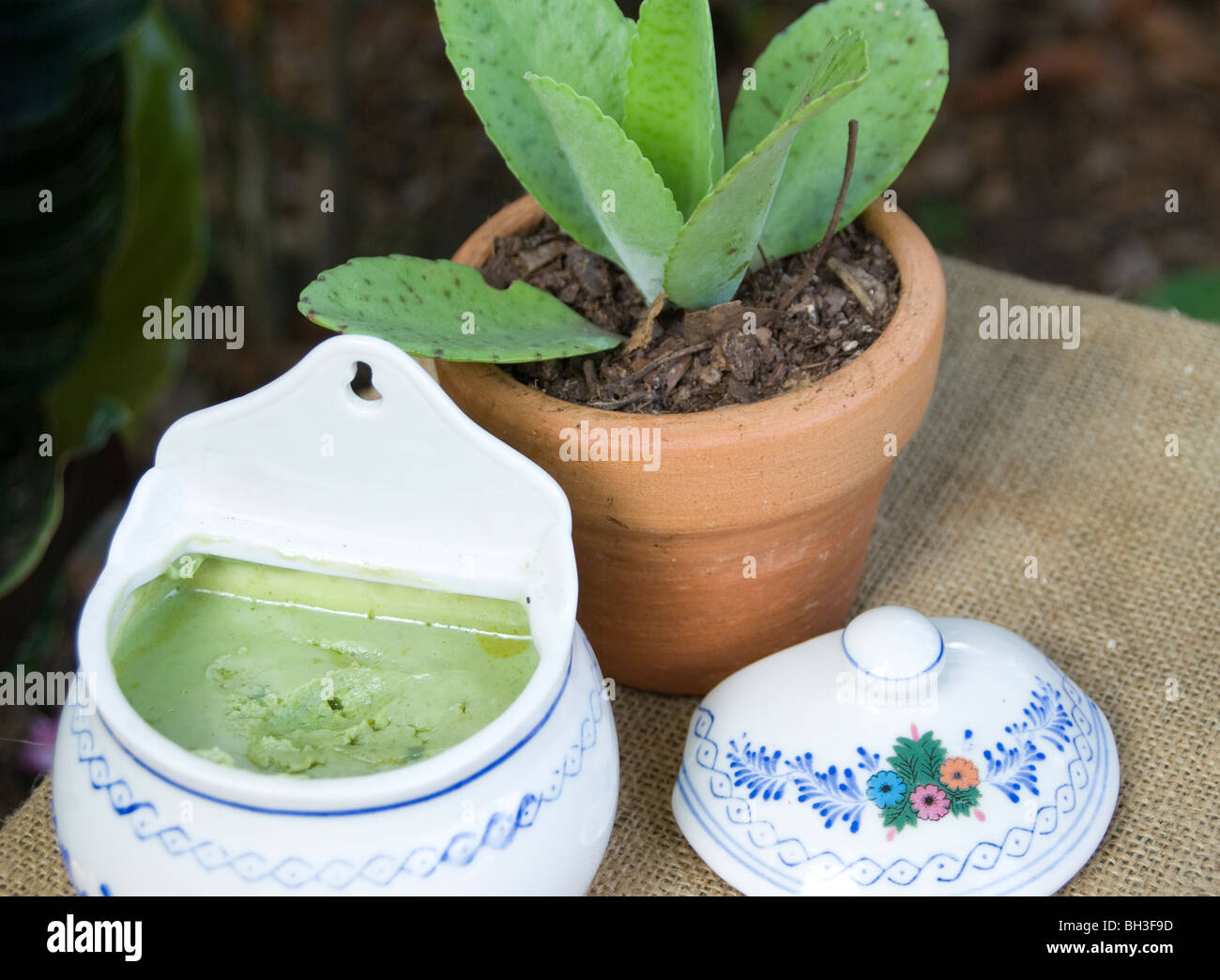 Therapeutic plant hi-res stock photography and images - Alamy