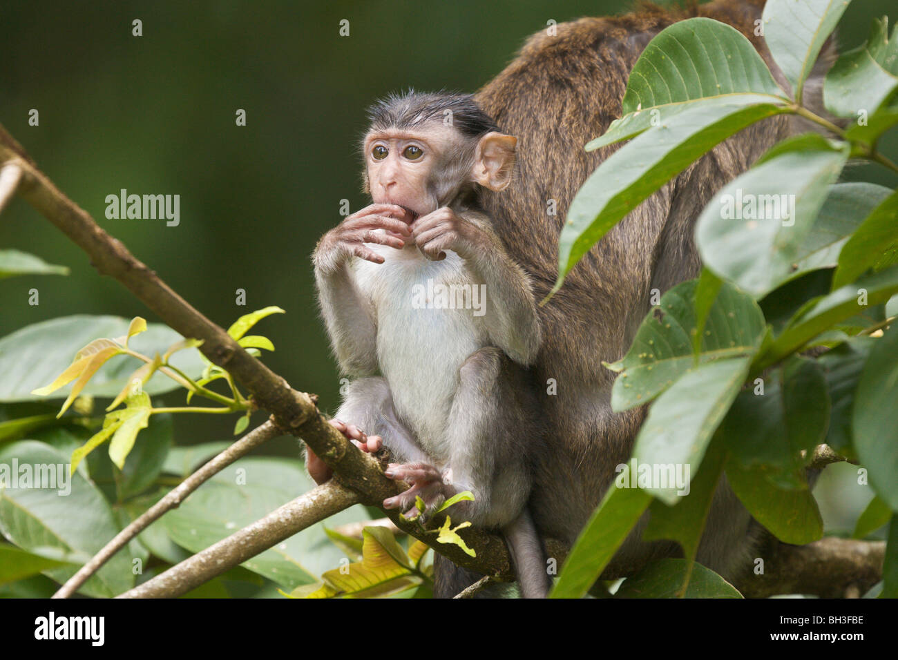 Baby long tailed macaque monkey hi-res stock photography and images - Alamy