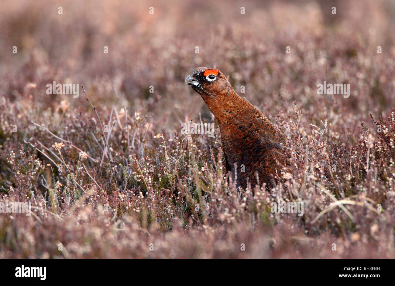 Grouse scotland hi-res stock photography and images - Alamy