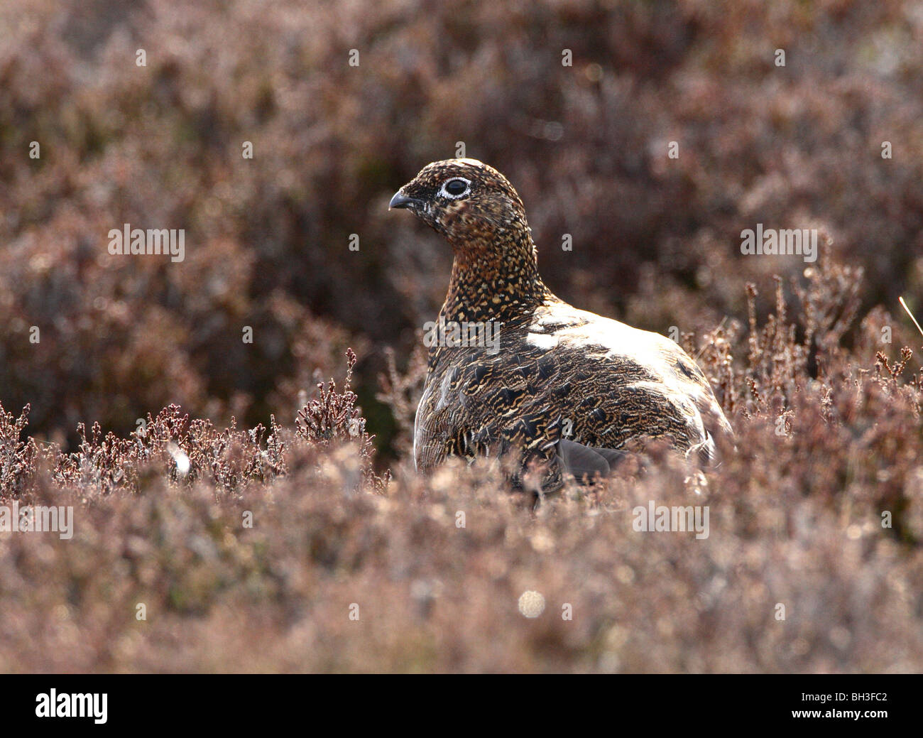 Female grouse hi-res stock photography and images - Alamy