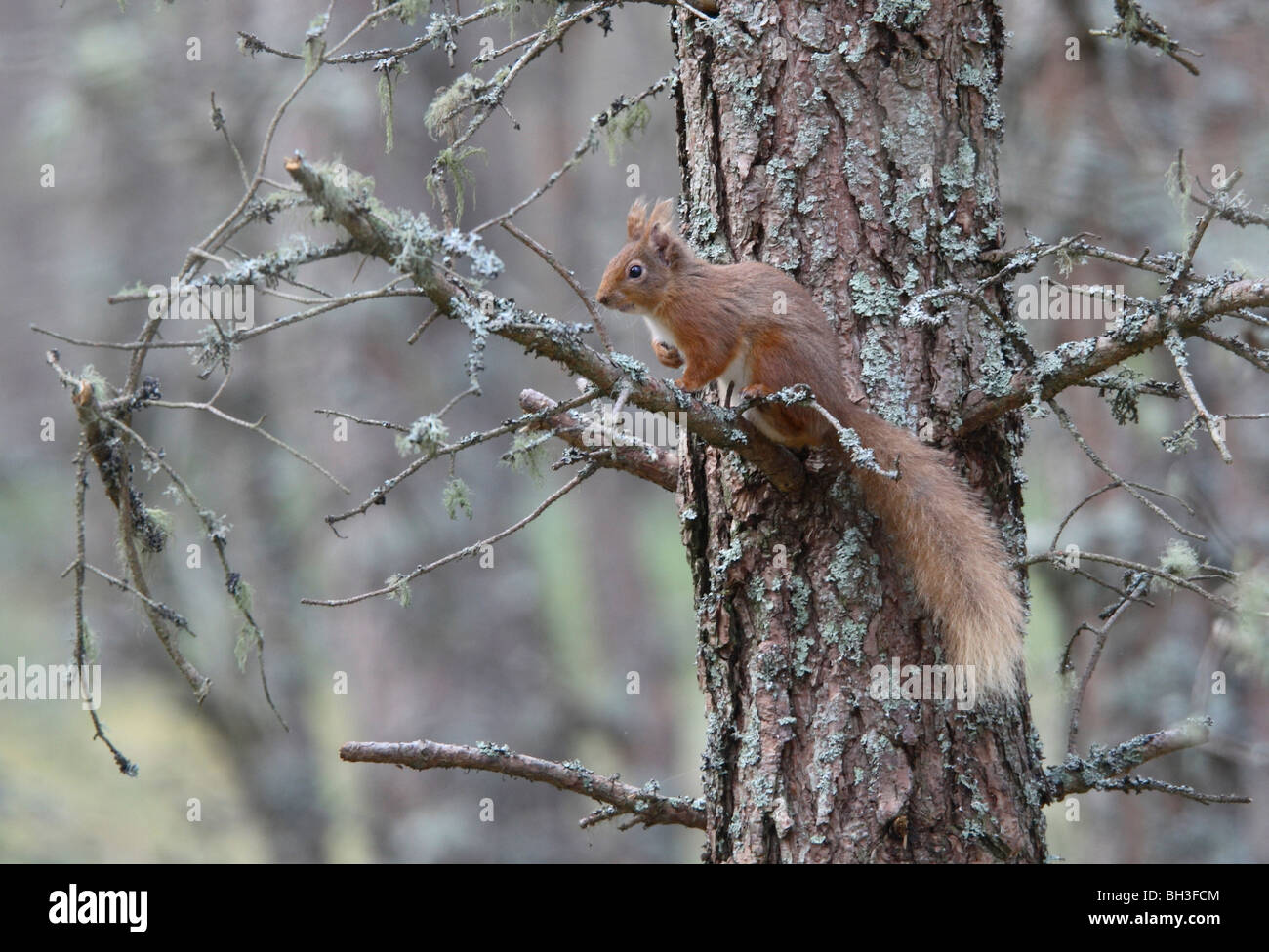 Red squirrel in forest hi-res stock photography and images - Alamy