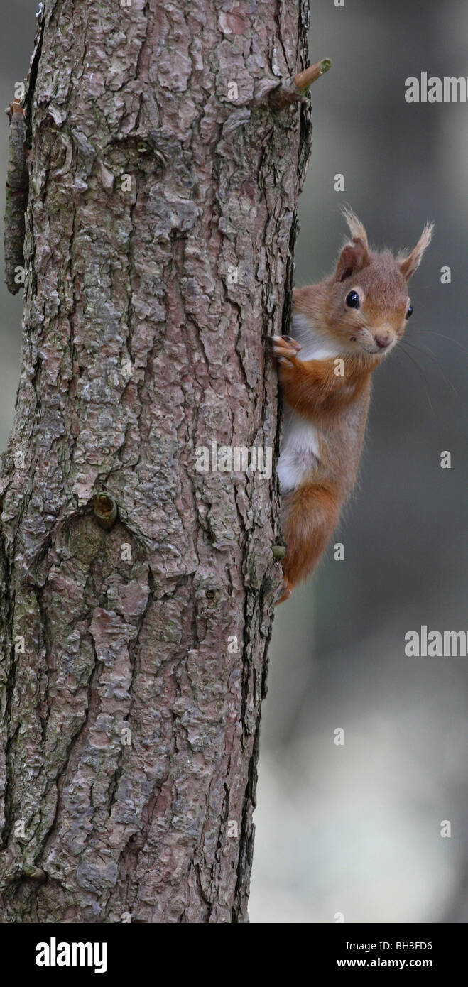 Red squirrel (Sciurus vulgaris) in spring Stock Photo - Alamy