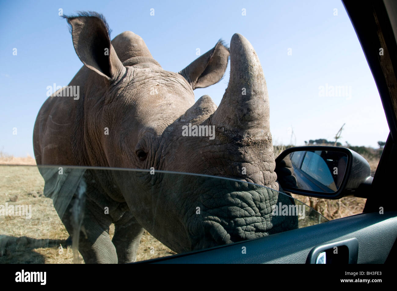 Rhino in window hi-res stock photography and images - Alamy